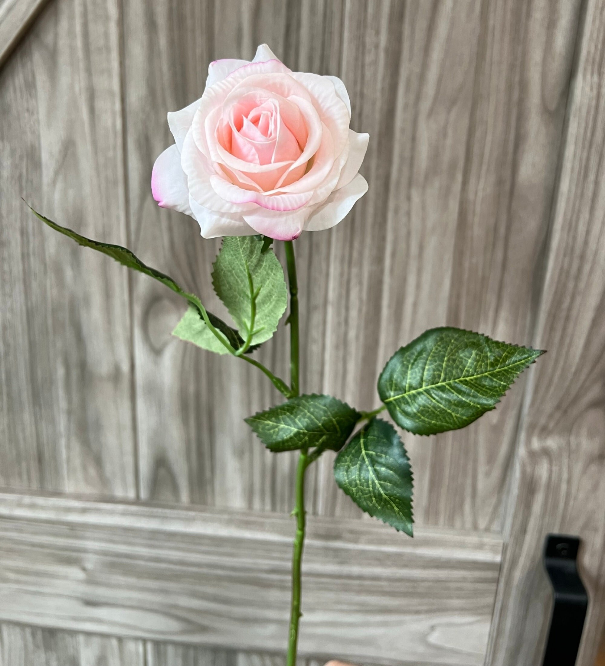 Light Pink Rose And Stem