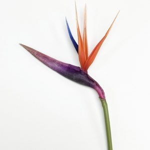 Pack of 10 Stems Real Touch Bird of Paradise Flower - Etsy