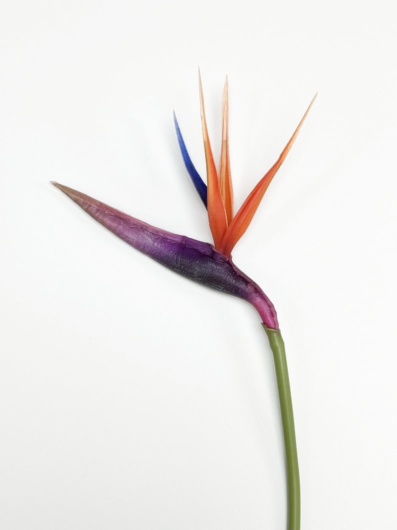Pack of 10 Stems Real Touch Bird of Paradise Flower - Etsy