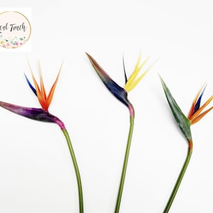 Pack of 10 Stems Real Touch Bird of Paradise Flower - Etsy