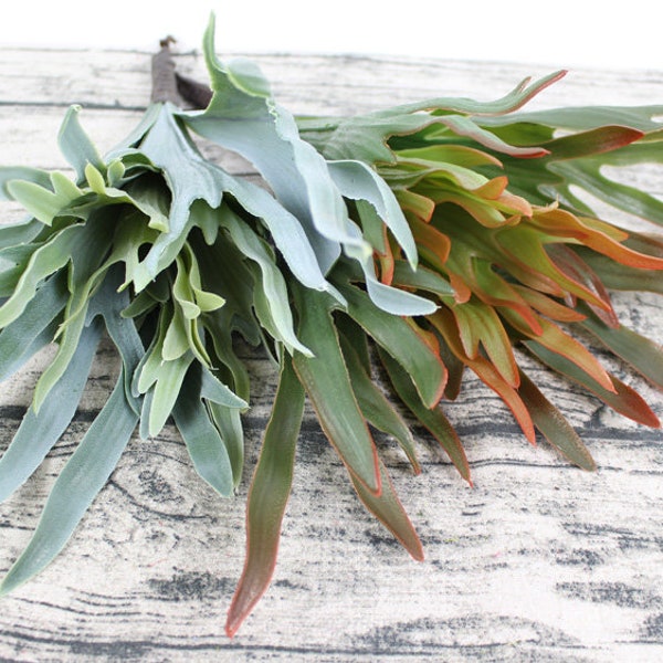 Staghorn Fern - Etsy