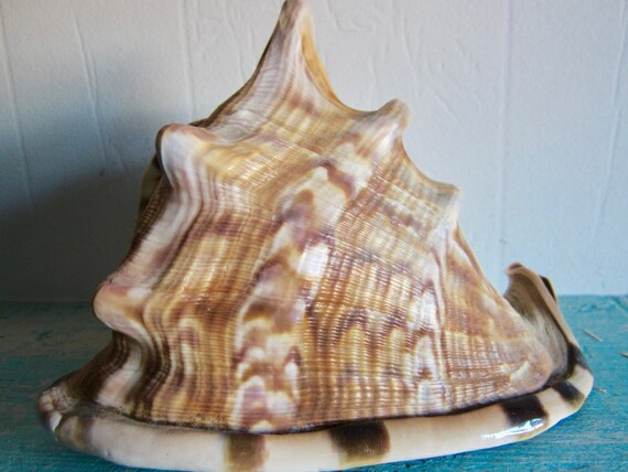 Conch Seashell Beautiful Natural Color Shape and Texture Large - Etsy