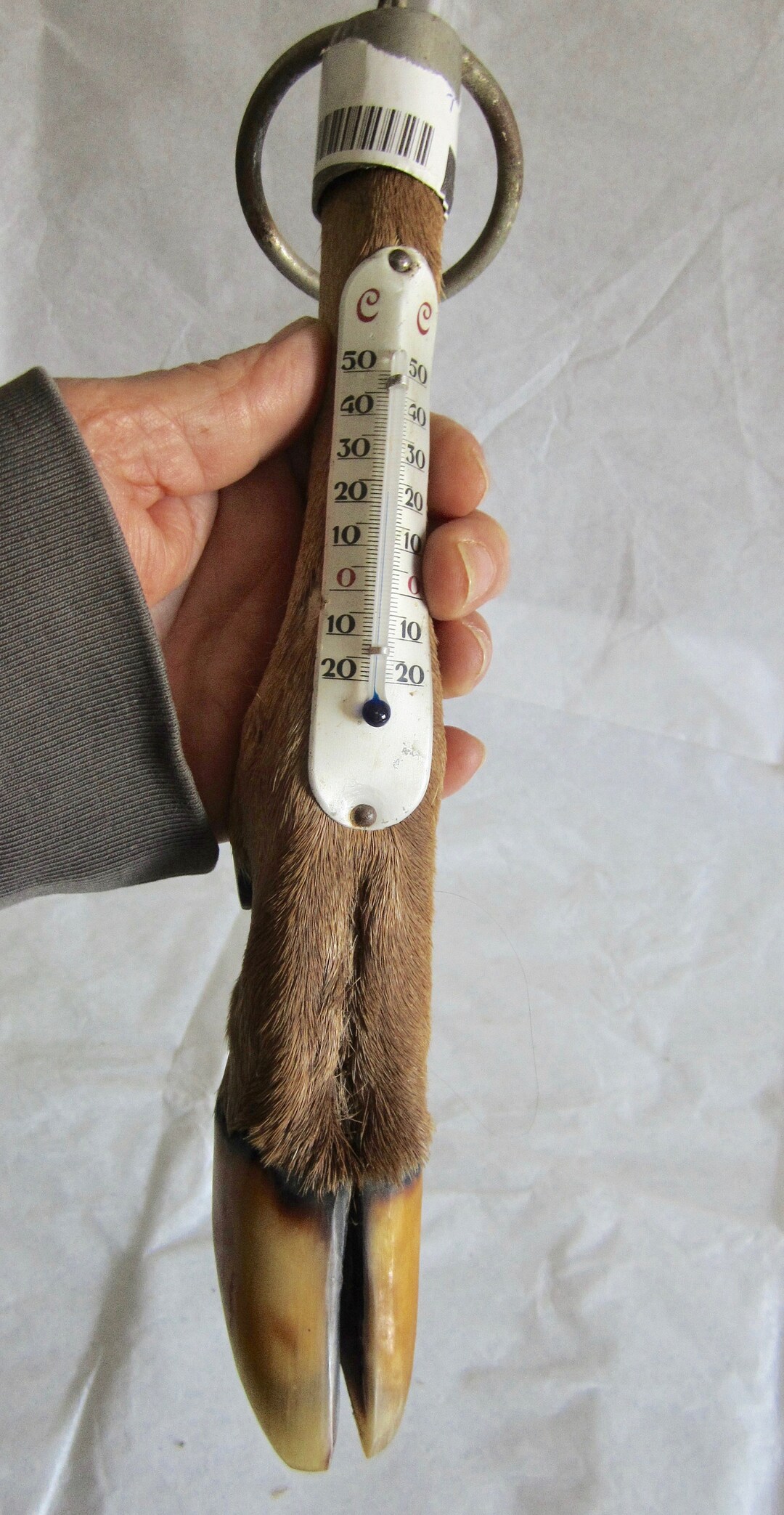 Vintage Deer Hoof Thermometer Taxidermy Deer Foot Home Temperature 3D ...