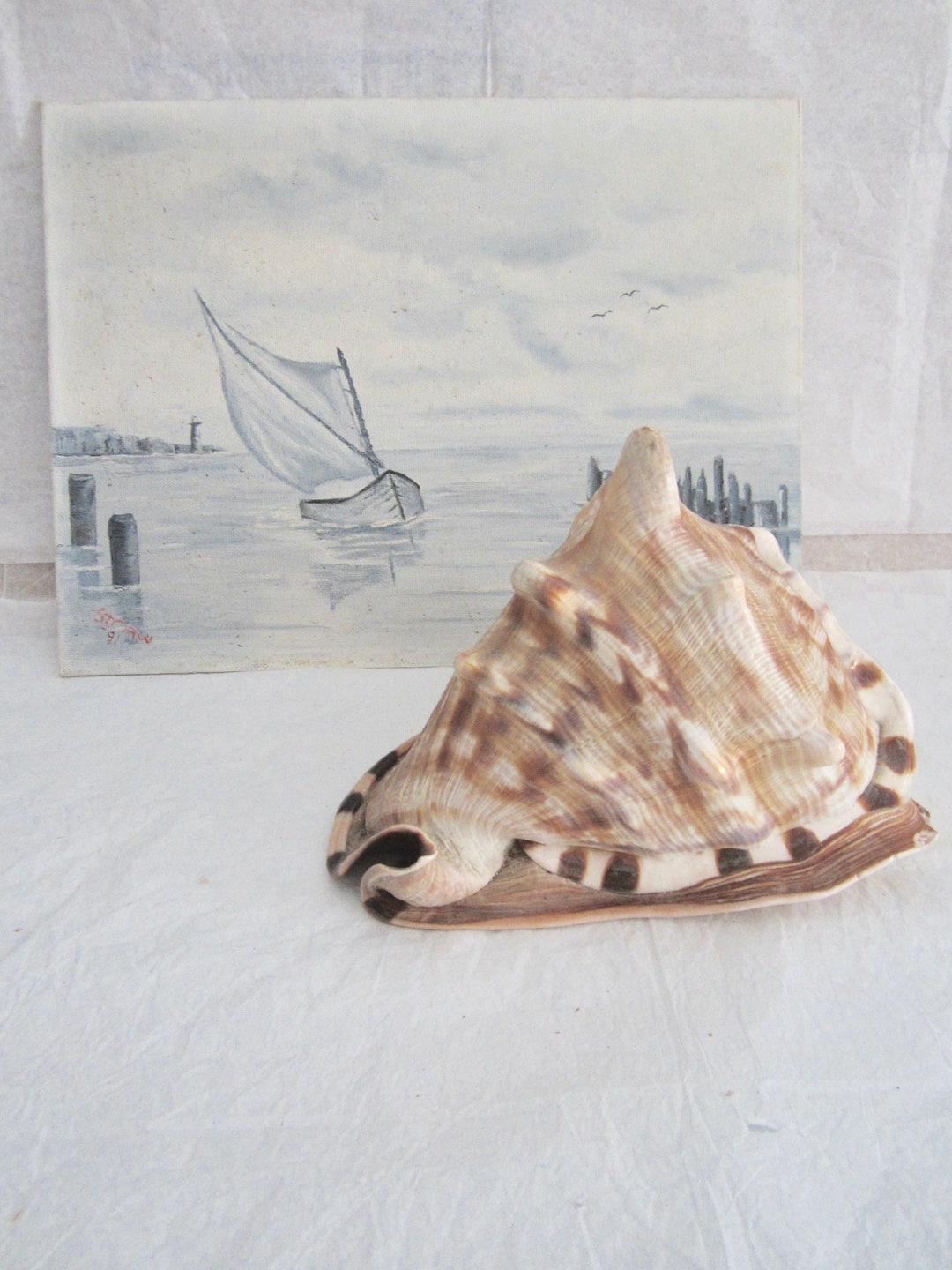 Large Natural Conch Sea Shell Orange Brown Zigzag Pattern Giant Conch ...