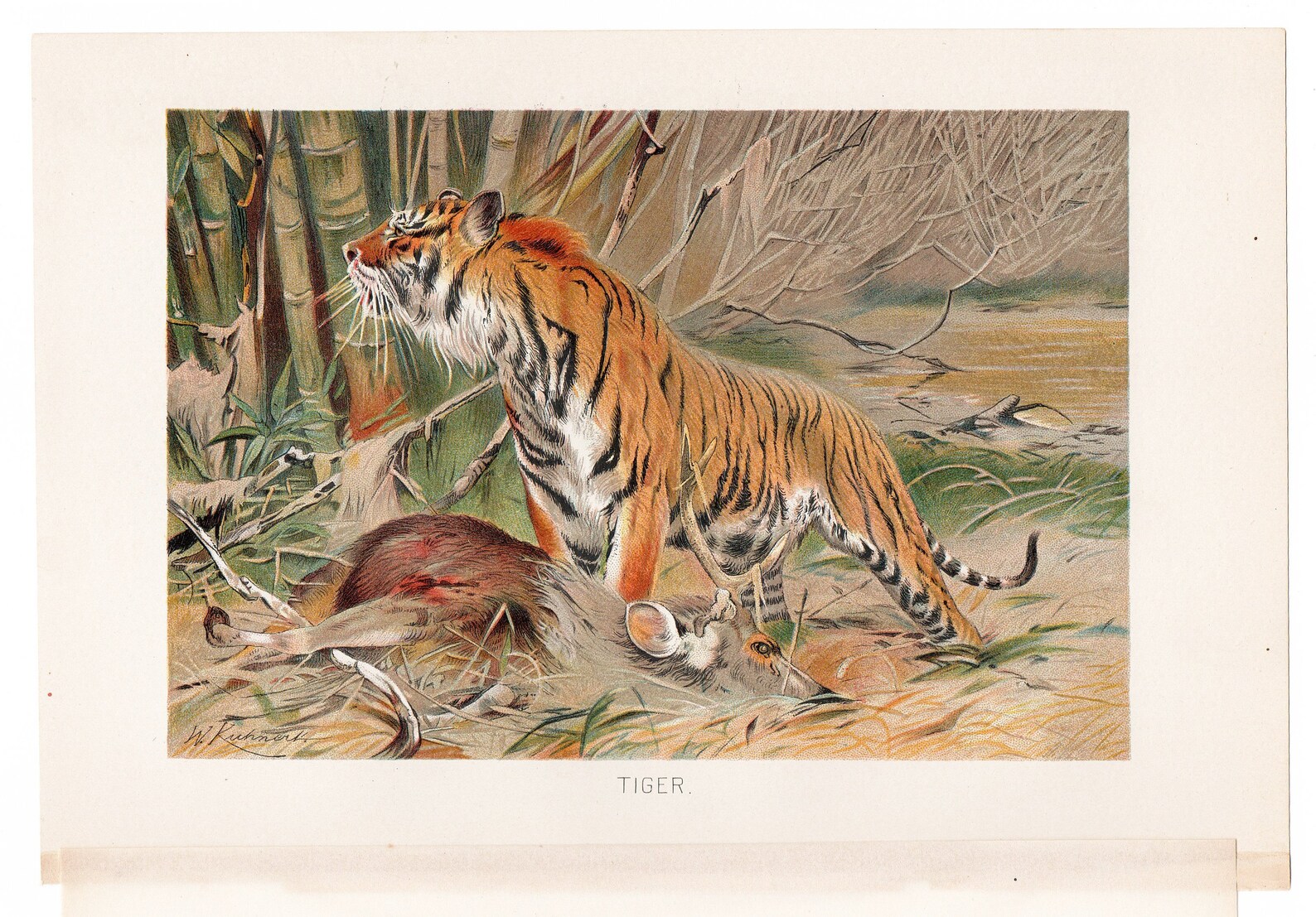 Tiger 1904 Vintage Wild Animal Lithograph Art Print From Lydekker's ...