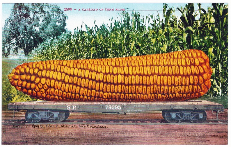 A Carload of Corn From _____ ~ Vintage Exaggeration Postcard Artwork Ca ...