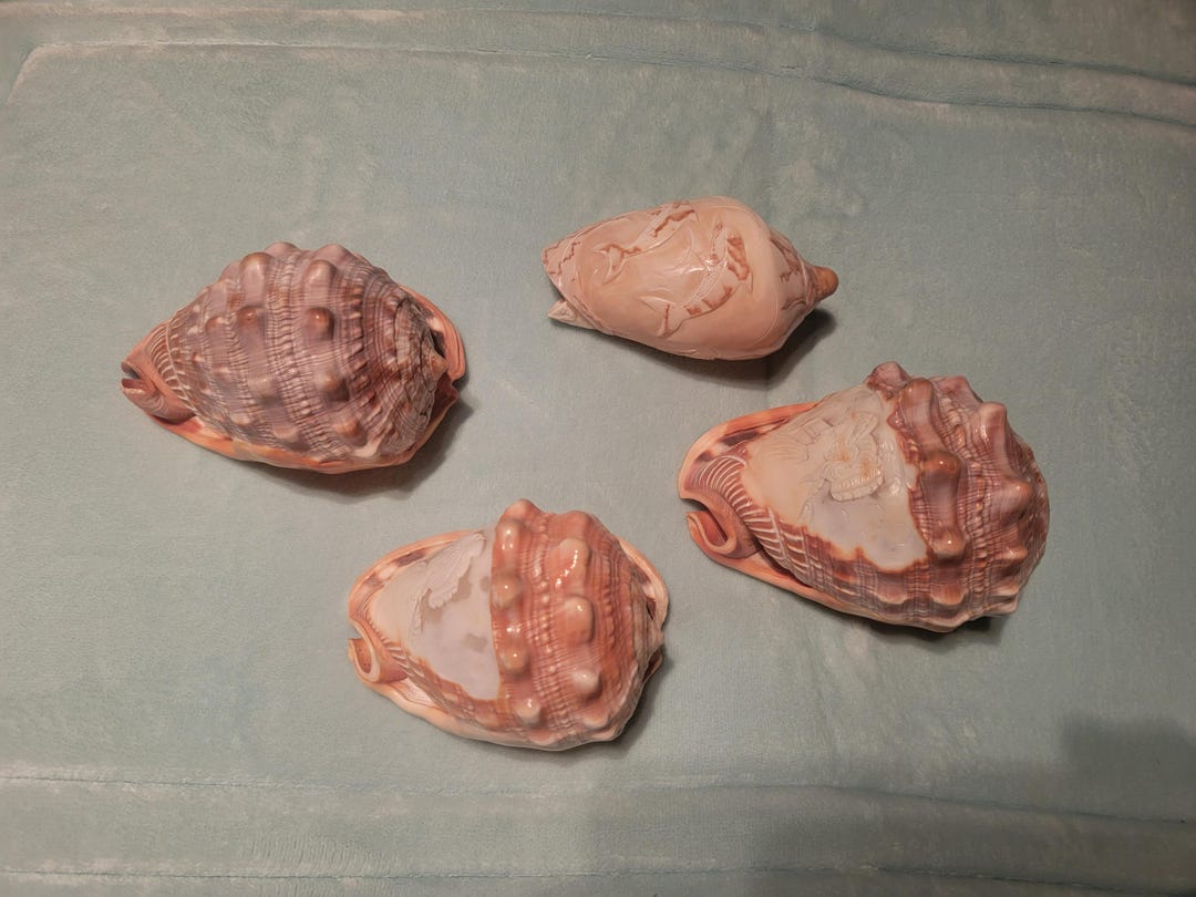 Hand Carved Sea Shells Collection - Etsy