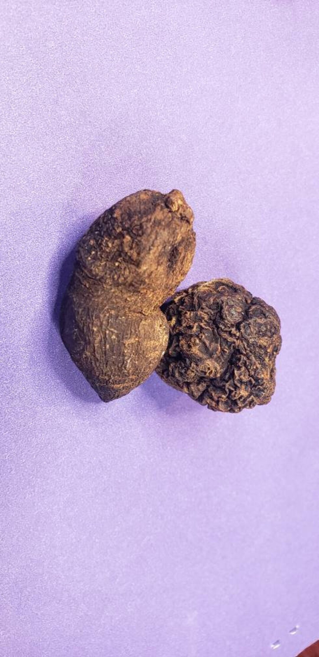 HIGH JOHN ROOT Soaked in Whiskey and Hoodoo Oils - Etsy