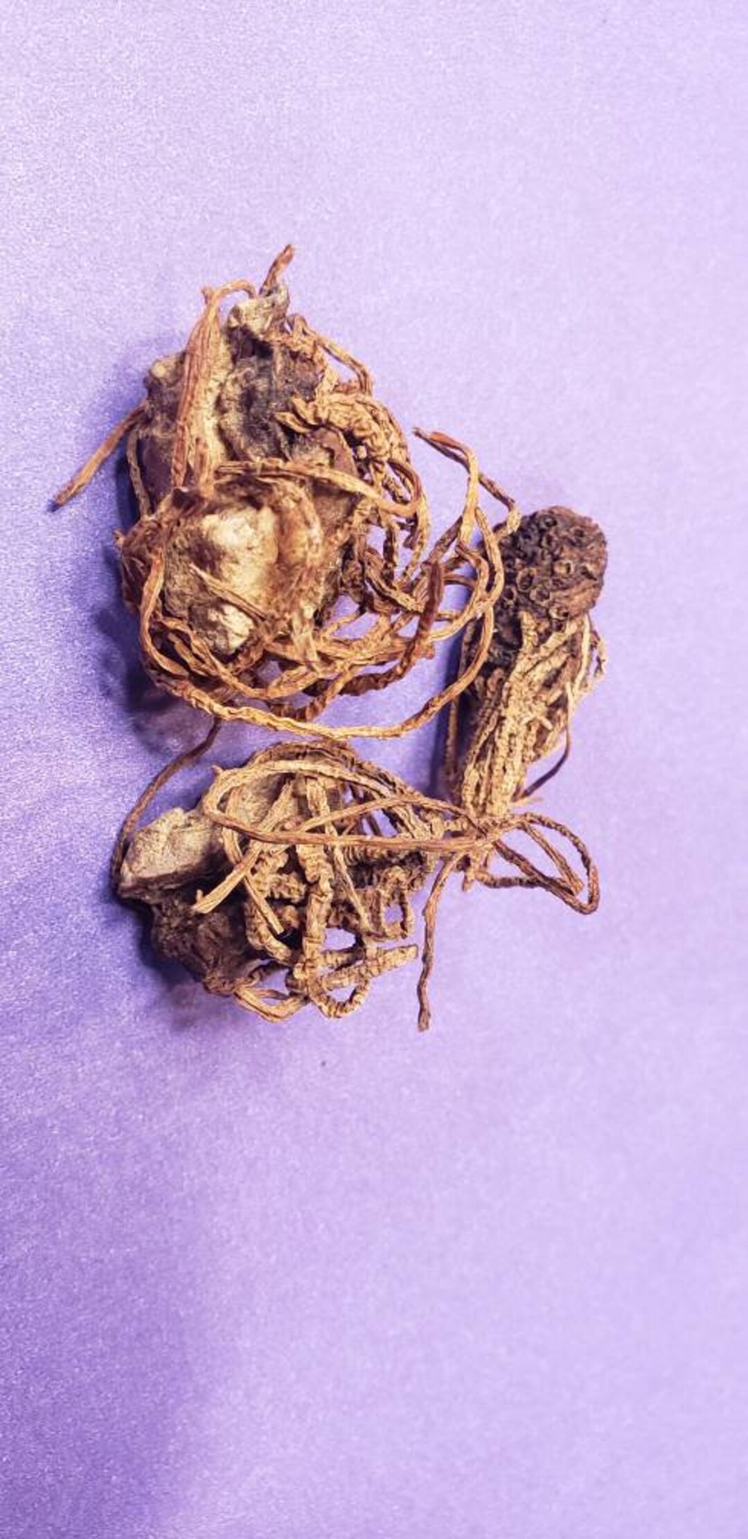 DIXIE JOHN ROOT Soaked in Whiskey and Hoodoo Oils - Etsy