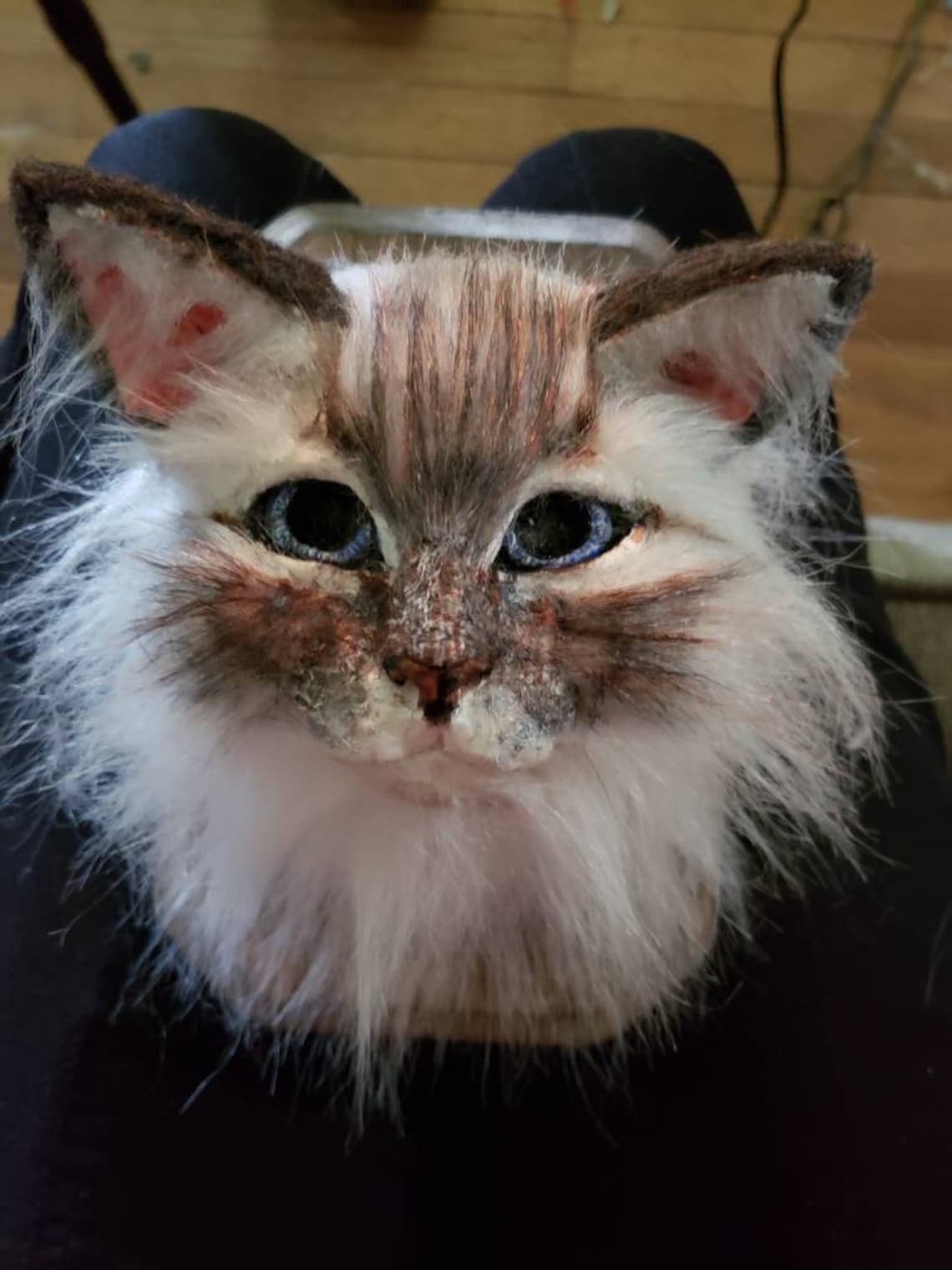 Faux Taxidermy Mounted Cat Heads | Etsy