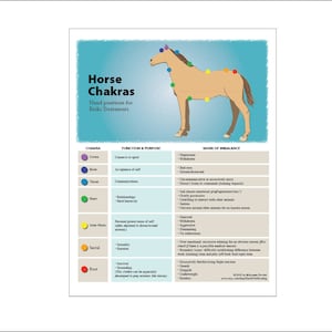 Printable Signs of Horse Chakras Imbalance, & Reiki Hand Positions ...