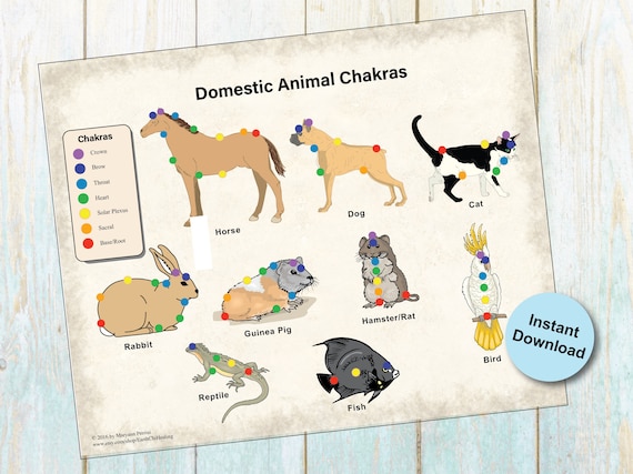 Printable 7 Chakra Animal Pet Chart for Reiki Hand Positions | Etsy ...