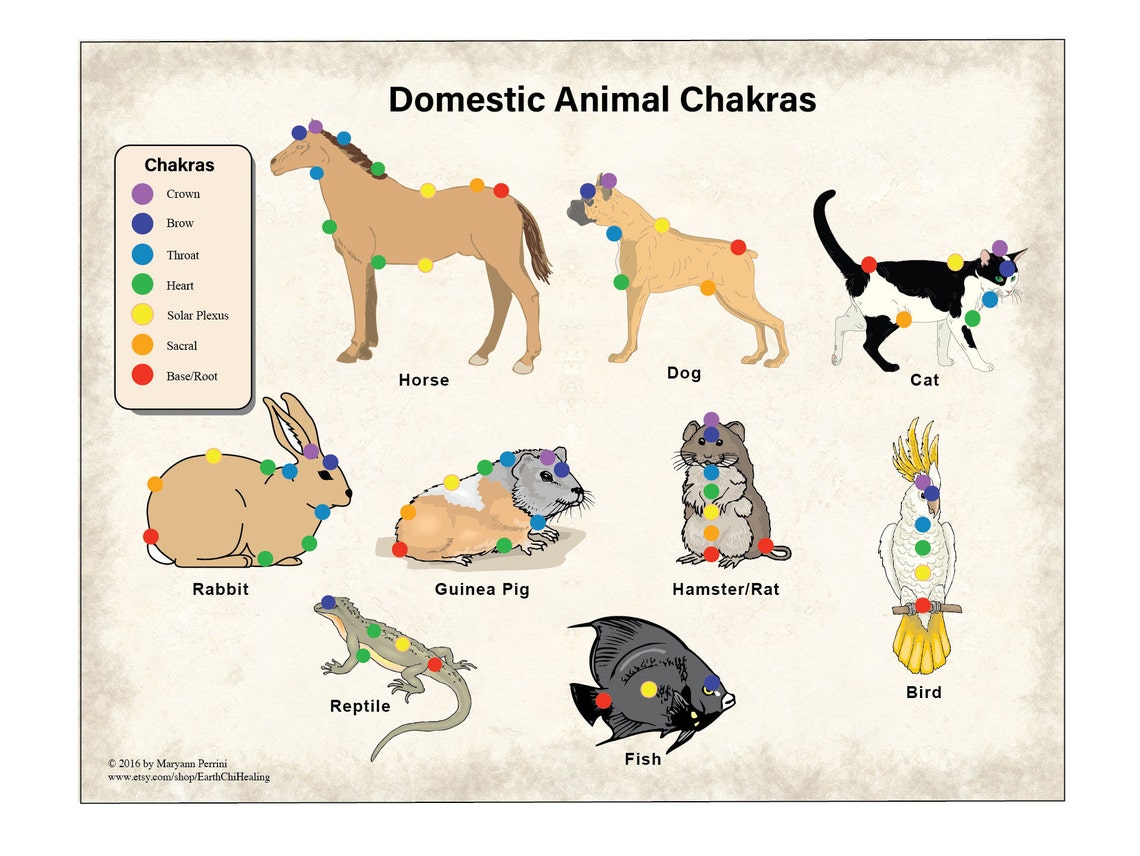 Printable 7 Chakra Animal Pet Chart for Reiki Hand Positions for Cats ...