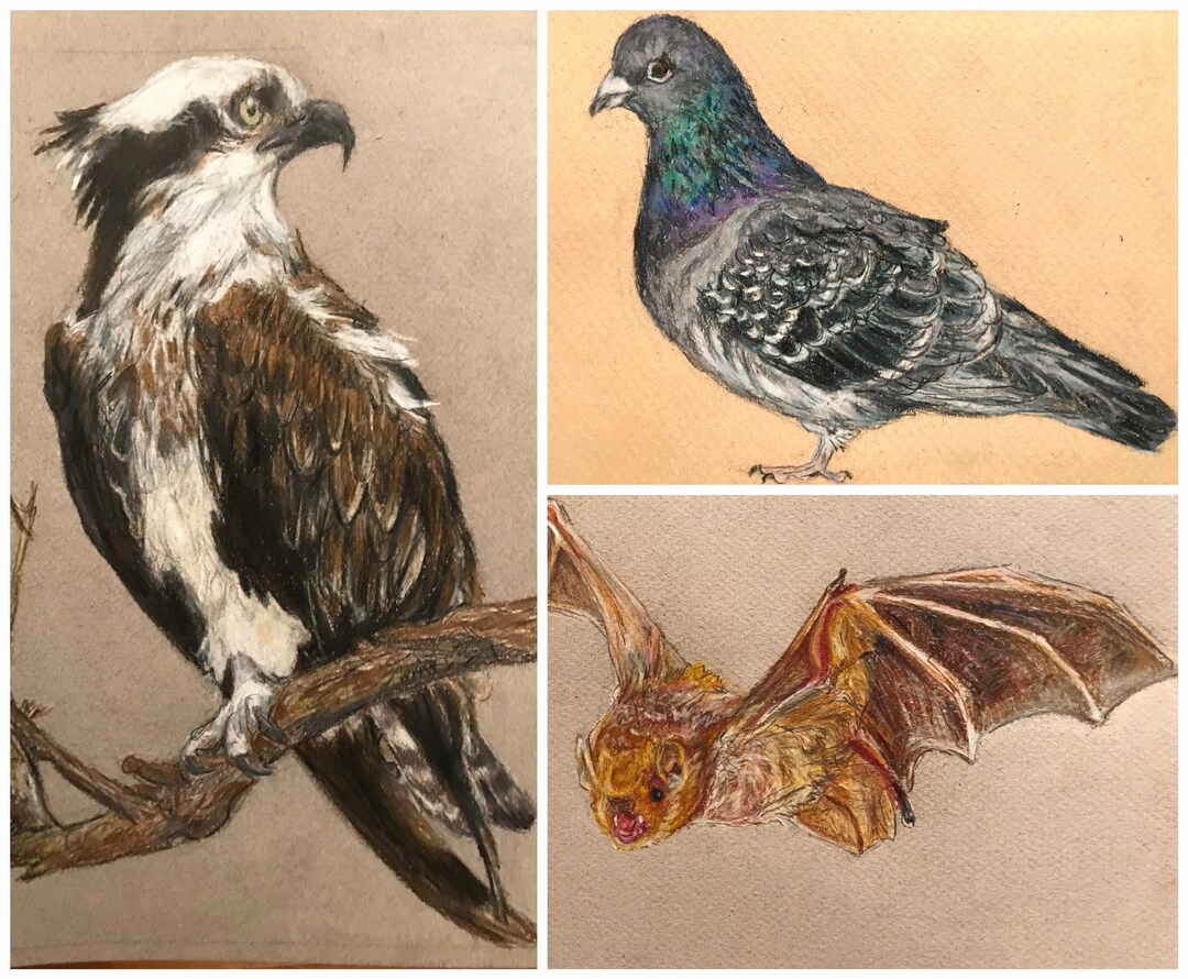Custom Wildlife Illustration - Color - Etsy