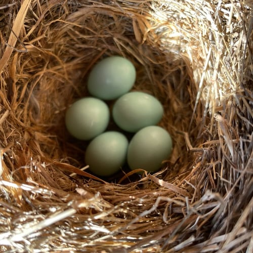 GoldenNestStudio - Etsy