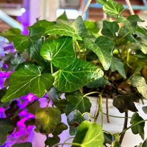 Plant Rooter Loop Style. Christmas, Birthday or Any Day, *free Gift ...