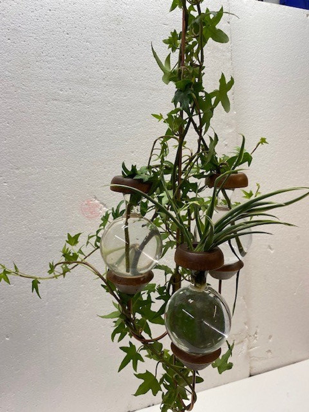 Plant Rooter Triple Bulb. Valentine's Day, Birthday or Everyday free ...