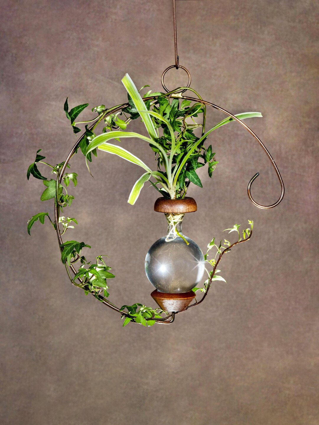 Plant Rooter C Shape Style. Christmas, Birthday or Any Day ! Free Gift ...