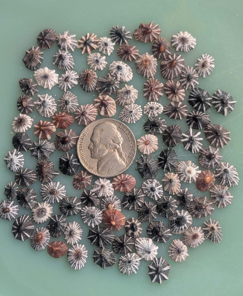 Kauai TINY Opihi Shells - Etsy