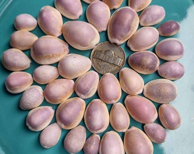 Kauai Cowrie Shells - Etsy