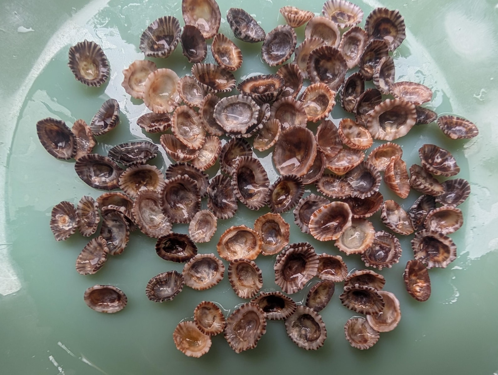 Kauai Opihi Shells - Etsy