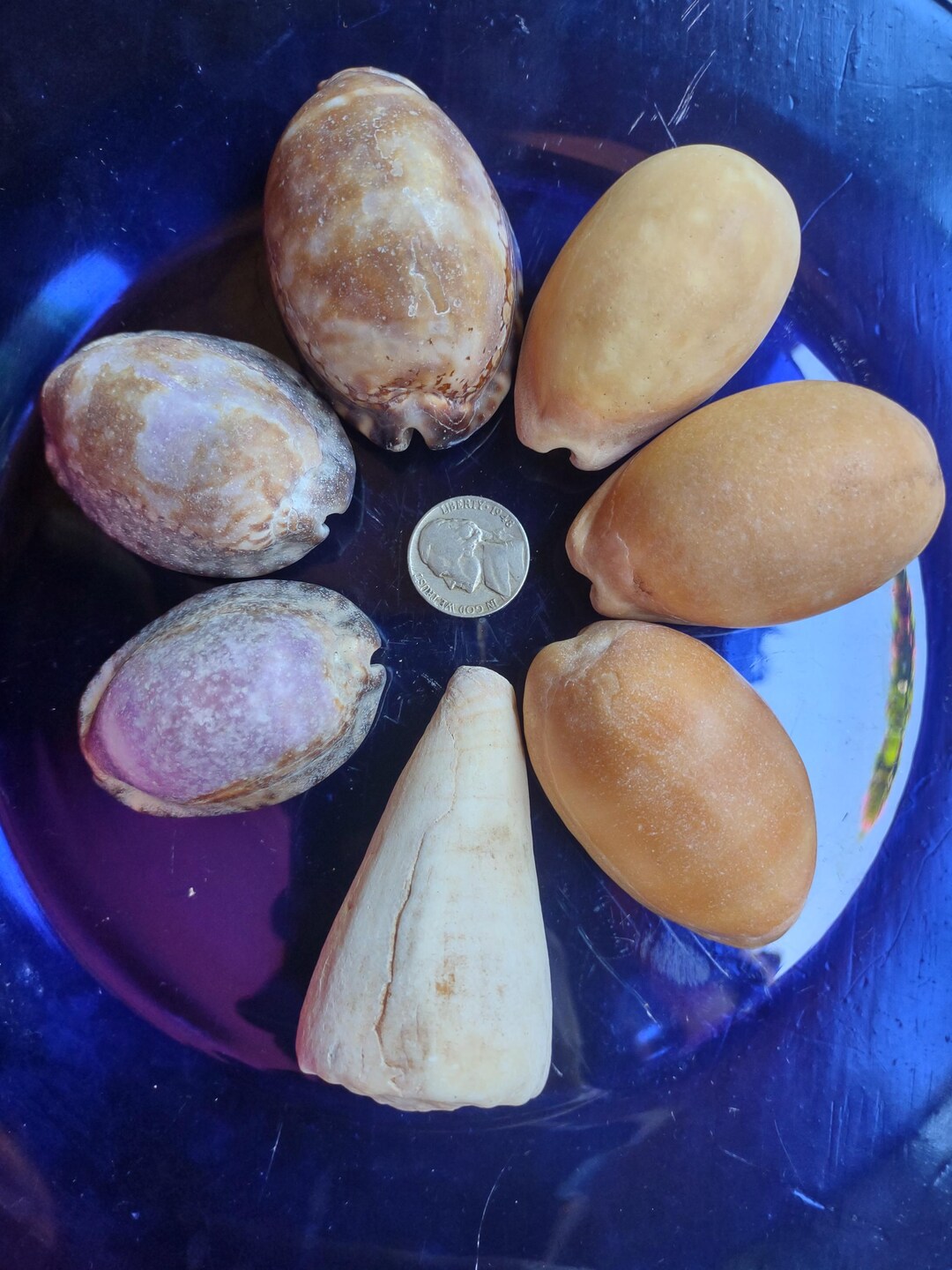 Large Kauai Shells - Etsy