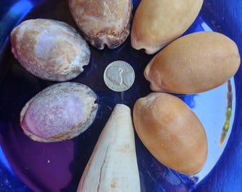 Kauai Cowrie Shells - Etsy