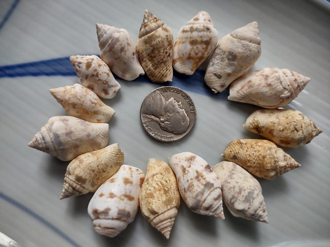 15 Kauai Hawaii Stromb Shells - Etsy