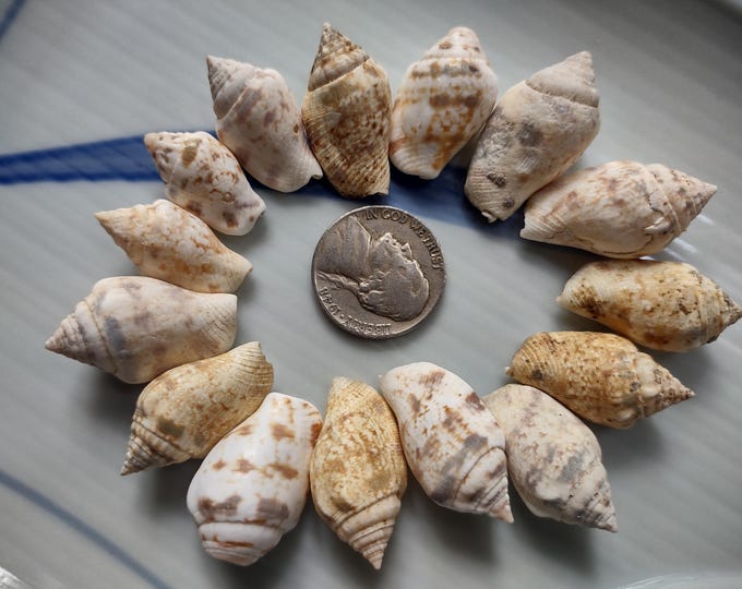 Kauai Cowrie Shells - Etsy