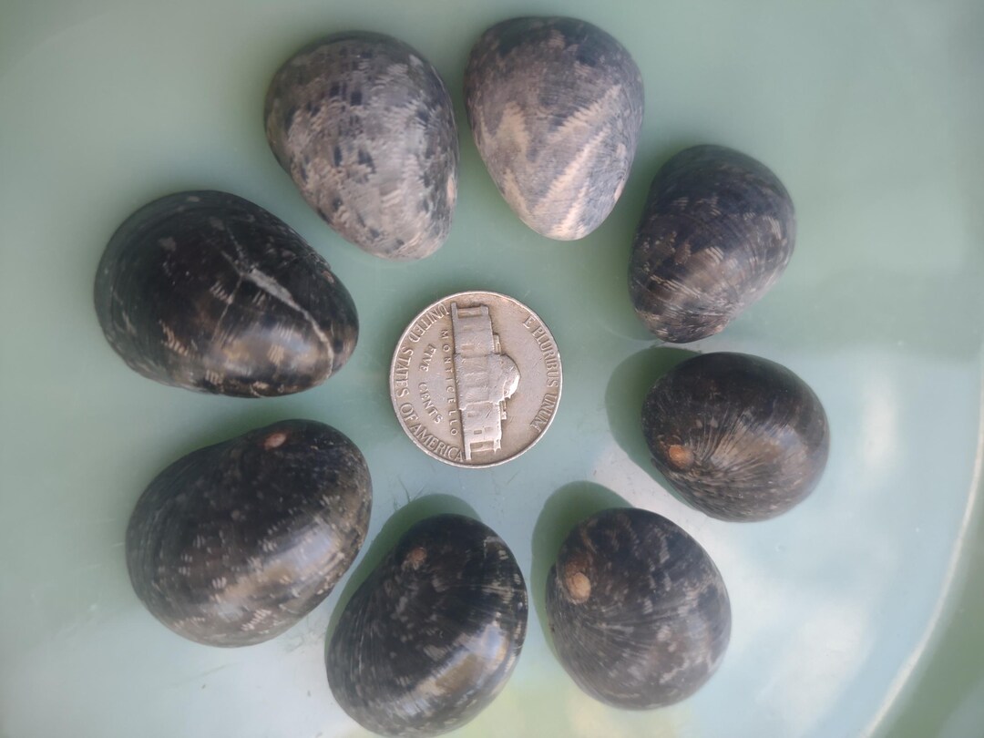 8 Local Kupee Shells - Etsy