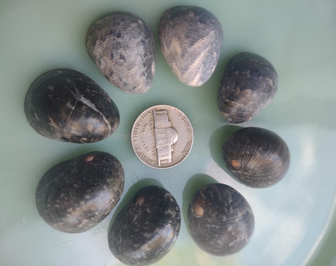 Kauai Cowrie Shells - Etsy