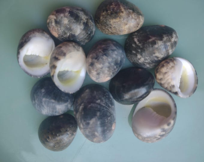 Kauai Cowrie Shells - Etsy