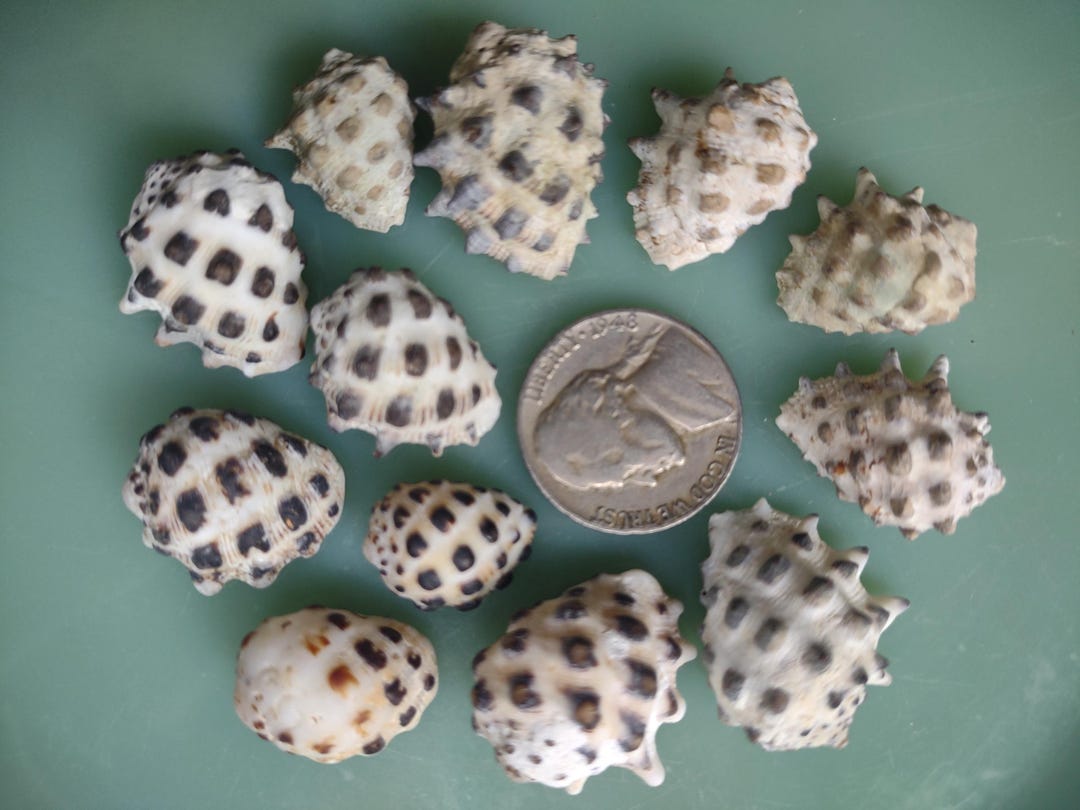 12 Local Spotted Drupe Shells - Etsy