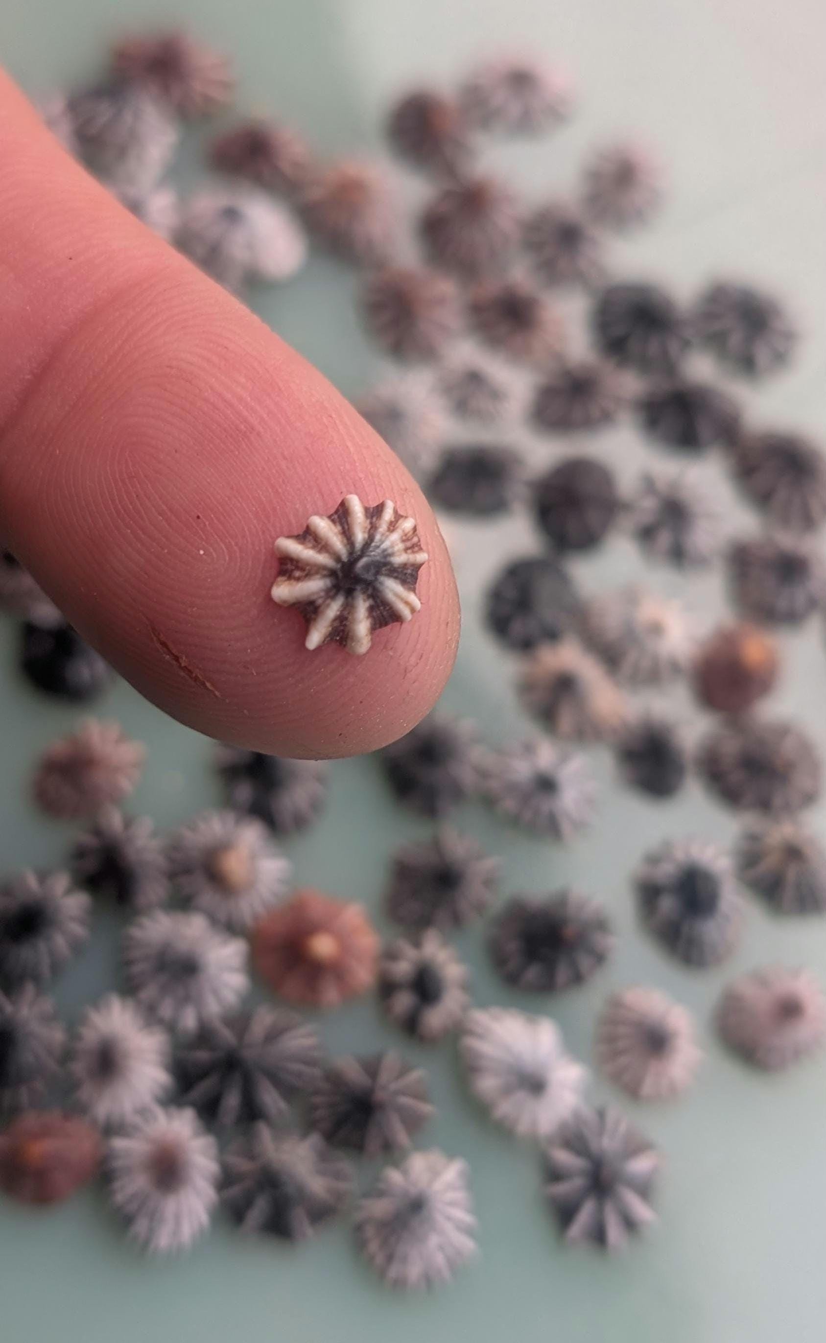 Kauai TINY Opihi Shells - Etsy