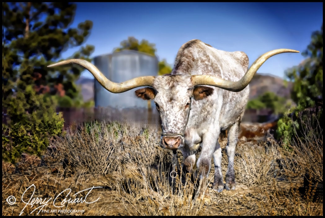 Texas Longhorn Art Prints, Cowboy Cattle Photo Art, Cattle Steer, Texas ...