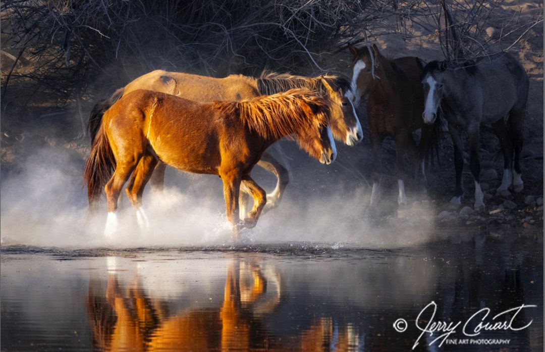 Wild Horses in Water Photography Prints, Salt River Arizona Wild Horses ...