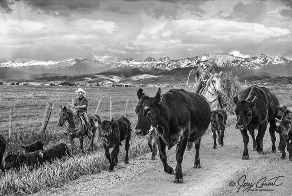 Cowboys Cattle Drive Photography, Black Angus Cattle Fine Art, Cows ...