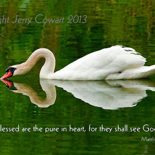 Bible Verse Swan Heart Original Fine Art Photograph Print or - Etsy