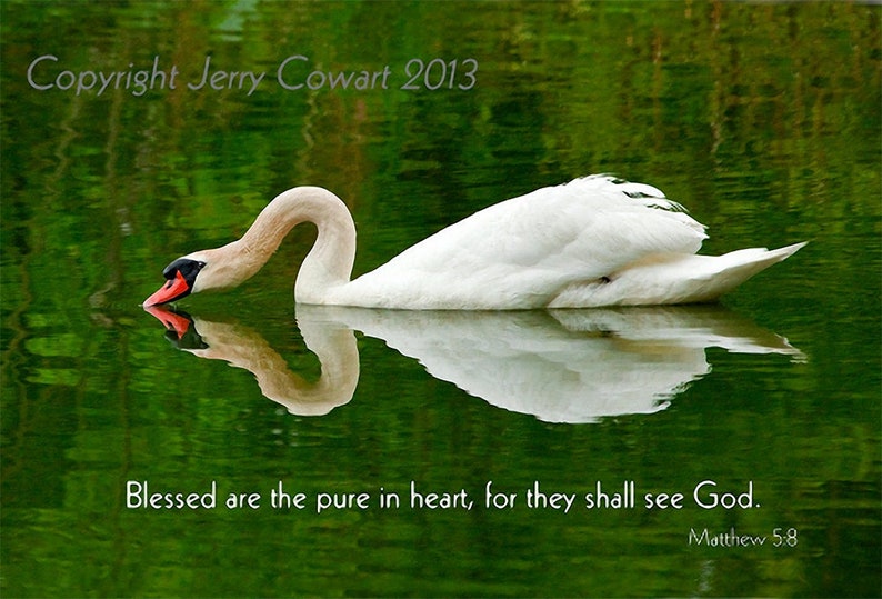 Bible Verse Swan Heart Original Fine Art Photograph Print or Greeting ...