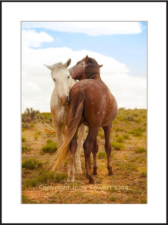 Two Horses Hugging