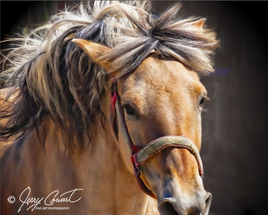 Horse Head Flowing Mane Fine Art Photography Prints, Horse Equestrian ...