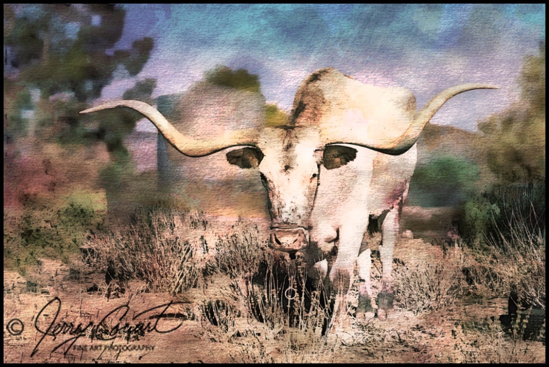 Texas Longhorn Art Prints, Cowboy Cattle Photo Art, Cattle Steer, Texas ...