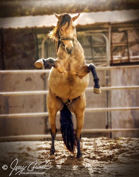 Horses Rearing Up