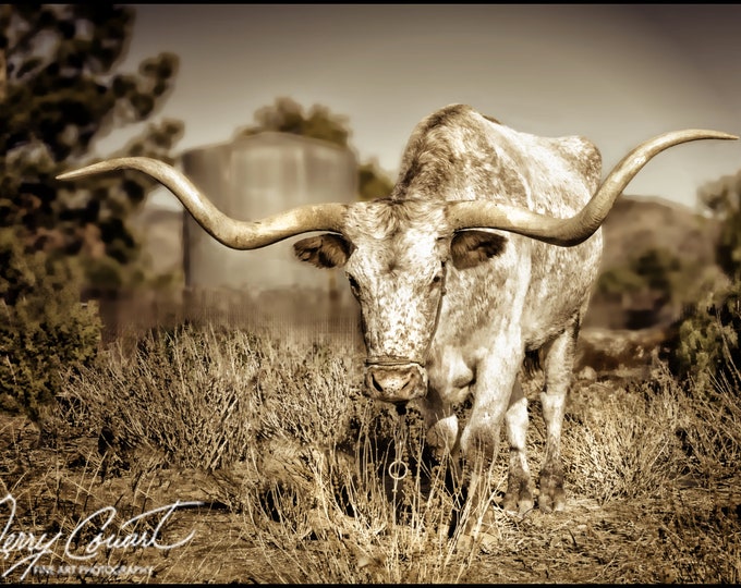 Texas Longhorn Art Prints, Cowboy Cattle Photo Art, Cattle Steer, Texas ...