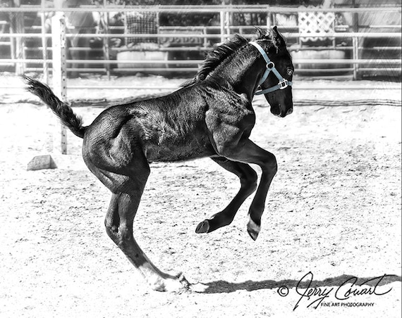 Baby Colt Horse