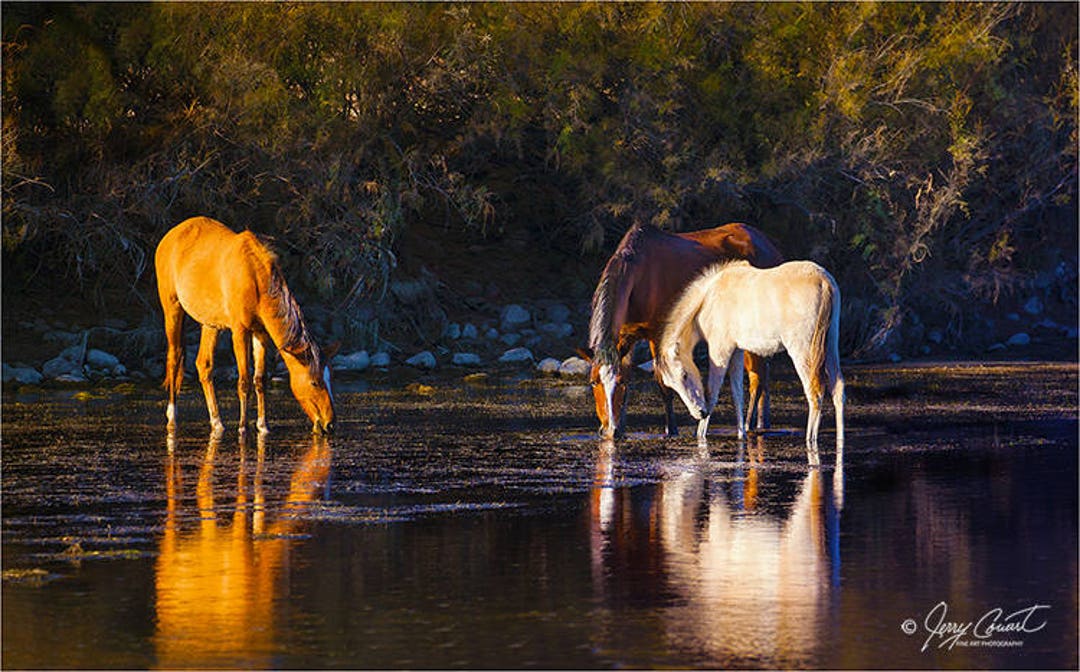 Horses Photography, Colt and Mare Photography, Salt River Arizona ...