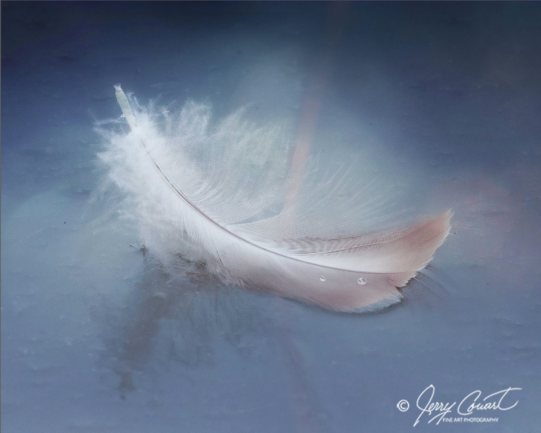 Bird Feather Photography Prints, Feather Art Prints, Feather Nature ...