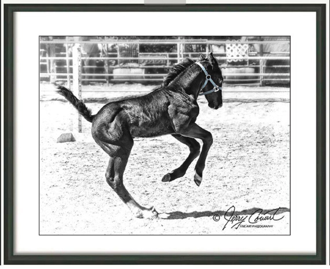 Baby Colt Horse Fine Art Photography Print Black White Foal - Etsy