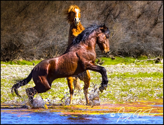 Caballos Peleando En La Naturaleza Caballos Luchando Contra Es Libres