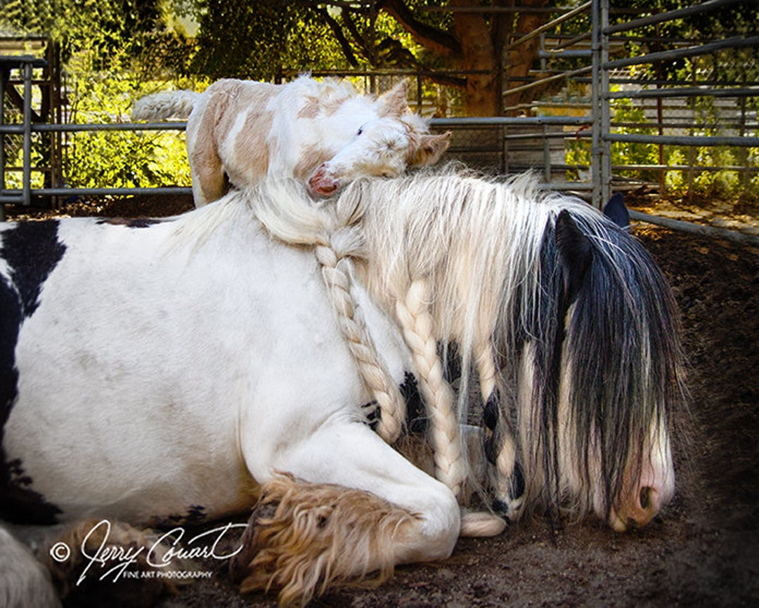 Baby Gypsy Vanner Horses